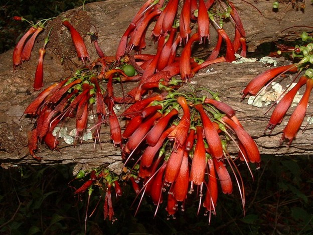 HALLERIA LUCIDA - Kazimingi Nursery