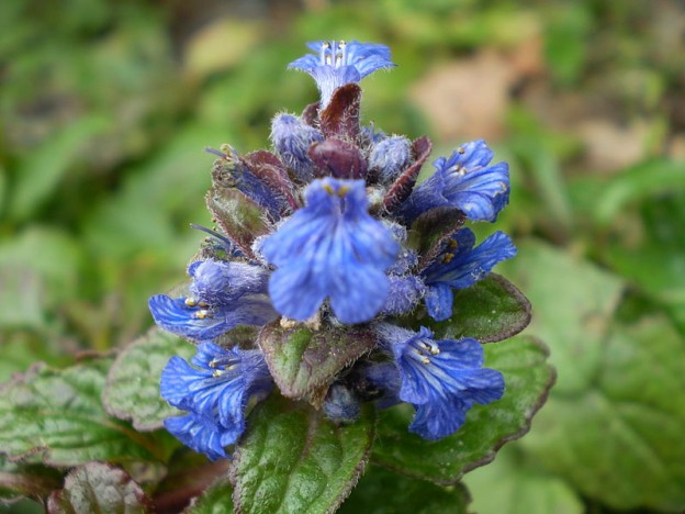 AJUGA REPTANS PURPLE BROCADE - Kazimingi Nursery