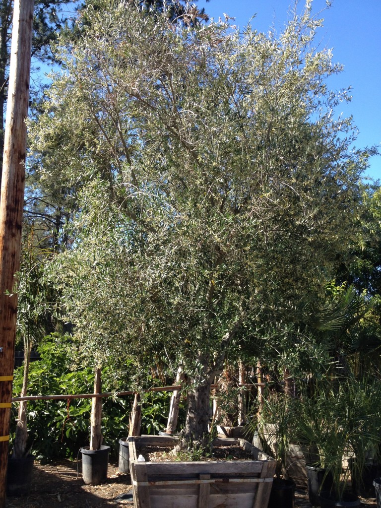 OLEA MISSION - Kazimingi Nursery