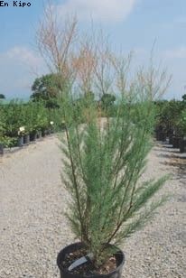 TAMARIX HISPIDA - Kazimingi Nursery